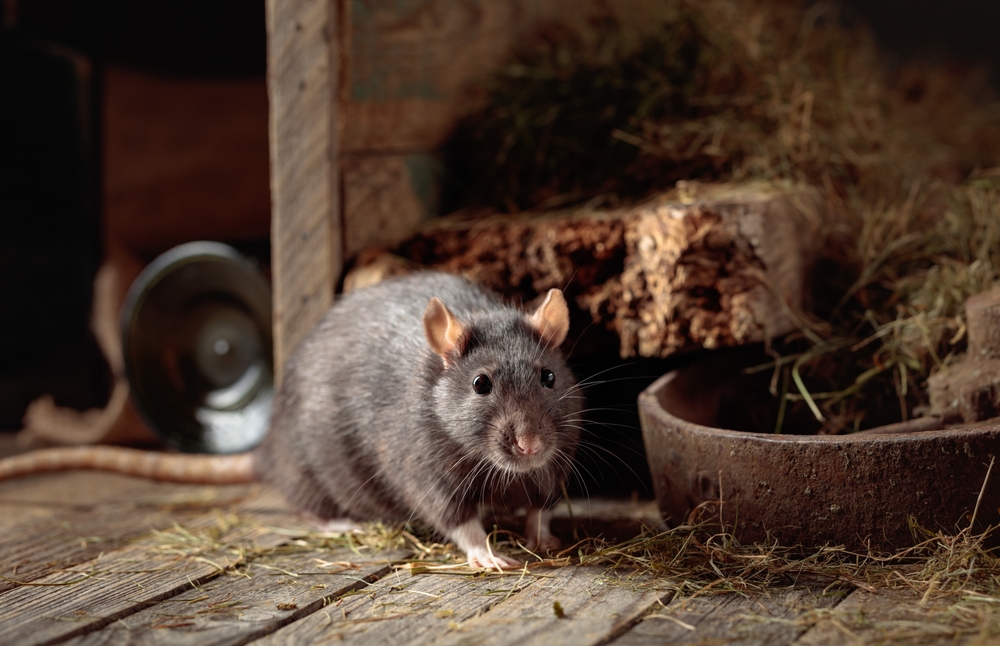 Expert Rodent Control Services in San Luis Obispo, CA | Key Termite ...